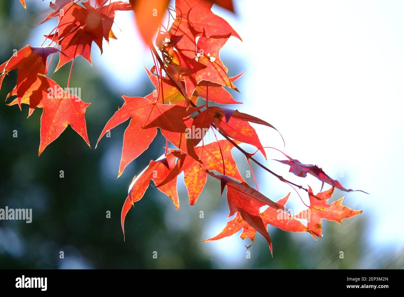 Beijing ï¼ŒCHINA-The red leaves of the fragrant hills show the most ...