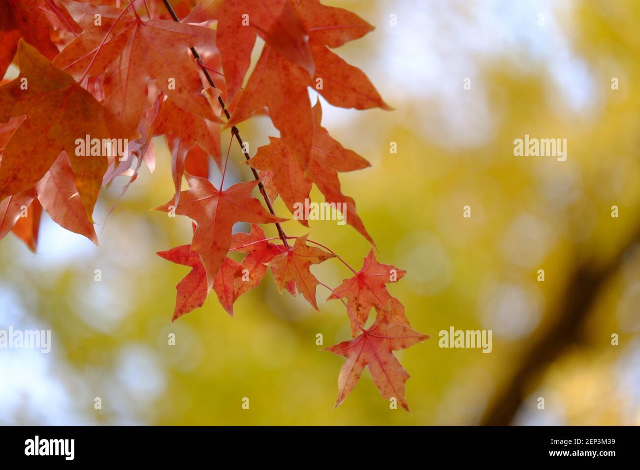 Beijing ï¼ŒCHINA-The red leaves of the fragrant hills show the most ...