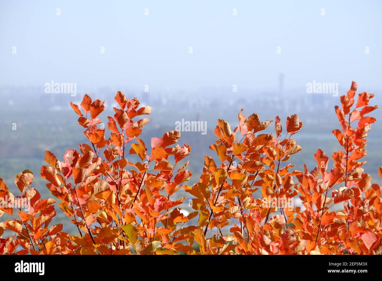Beijing ï¼ŒCHINA-The red leaves of the fragrant hills show the most ...
