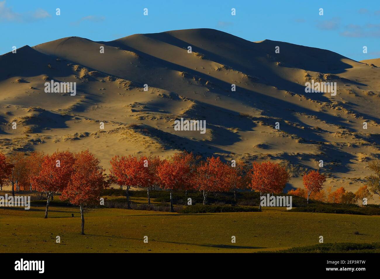 An autumn view of poplars scattering among a desert in Habahe county ...