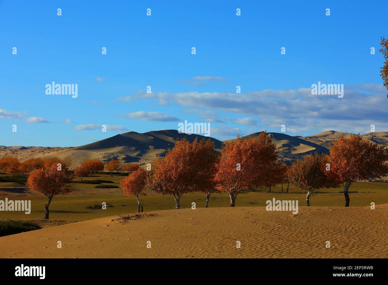 An autumn view of poplars scattering among a desert in Habahe county ...