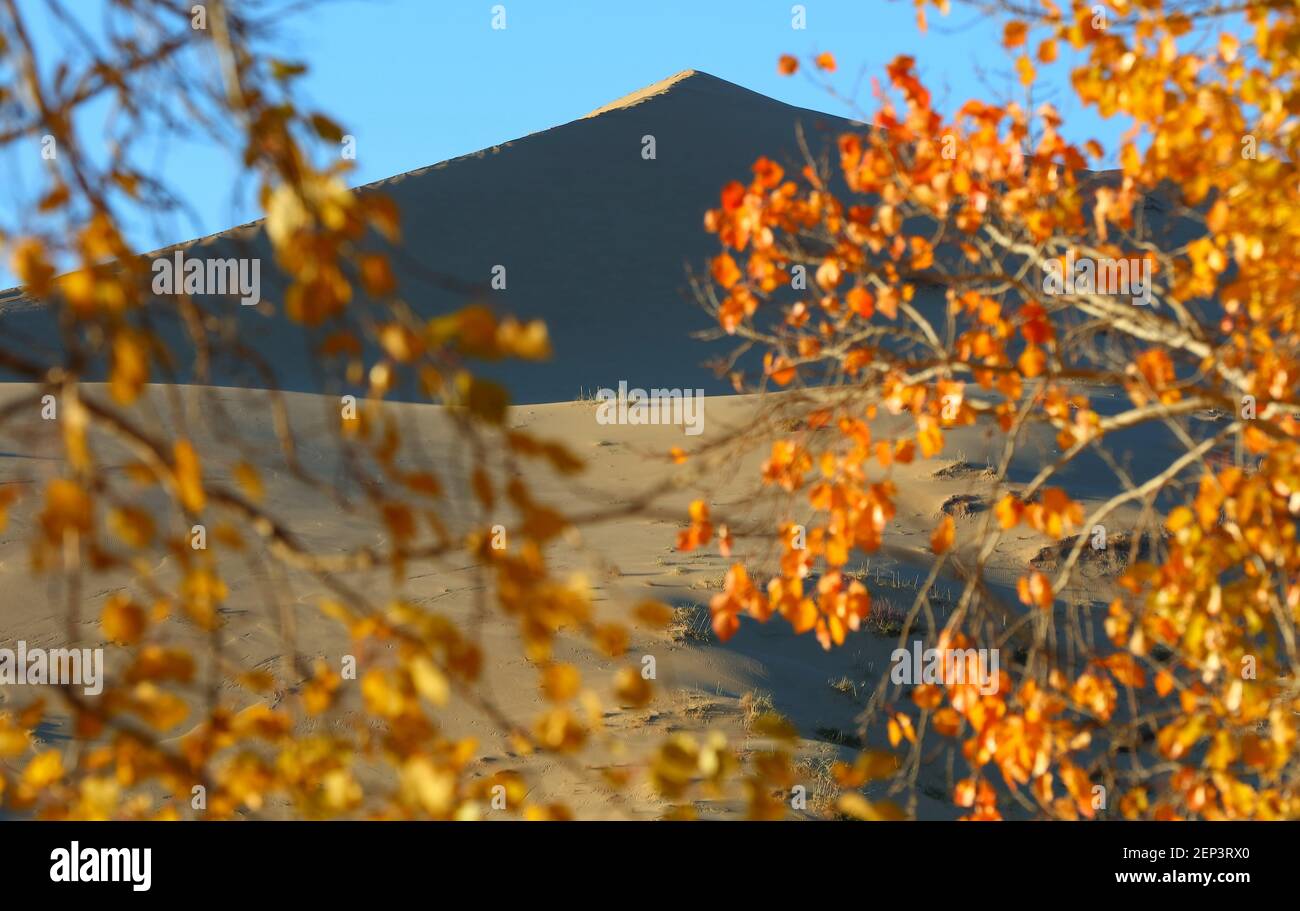 An autumn view of poplars scattering among a desert in Habahe county ...