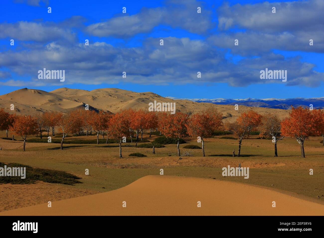 An autumn view of poplars scattering among a desert in Habahe county ...