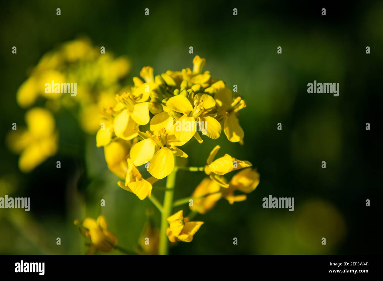 Mustard Flowers in the an Orchard in the Spring Stock Photo - Alamy