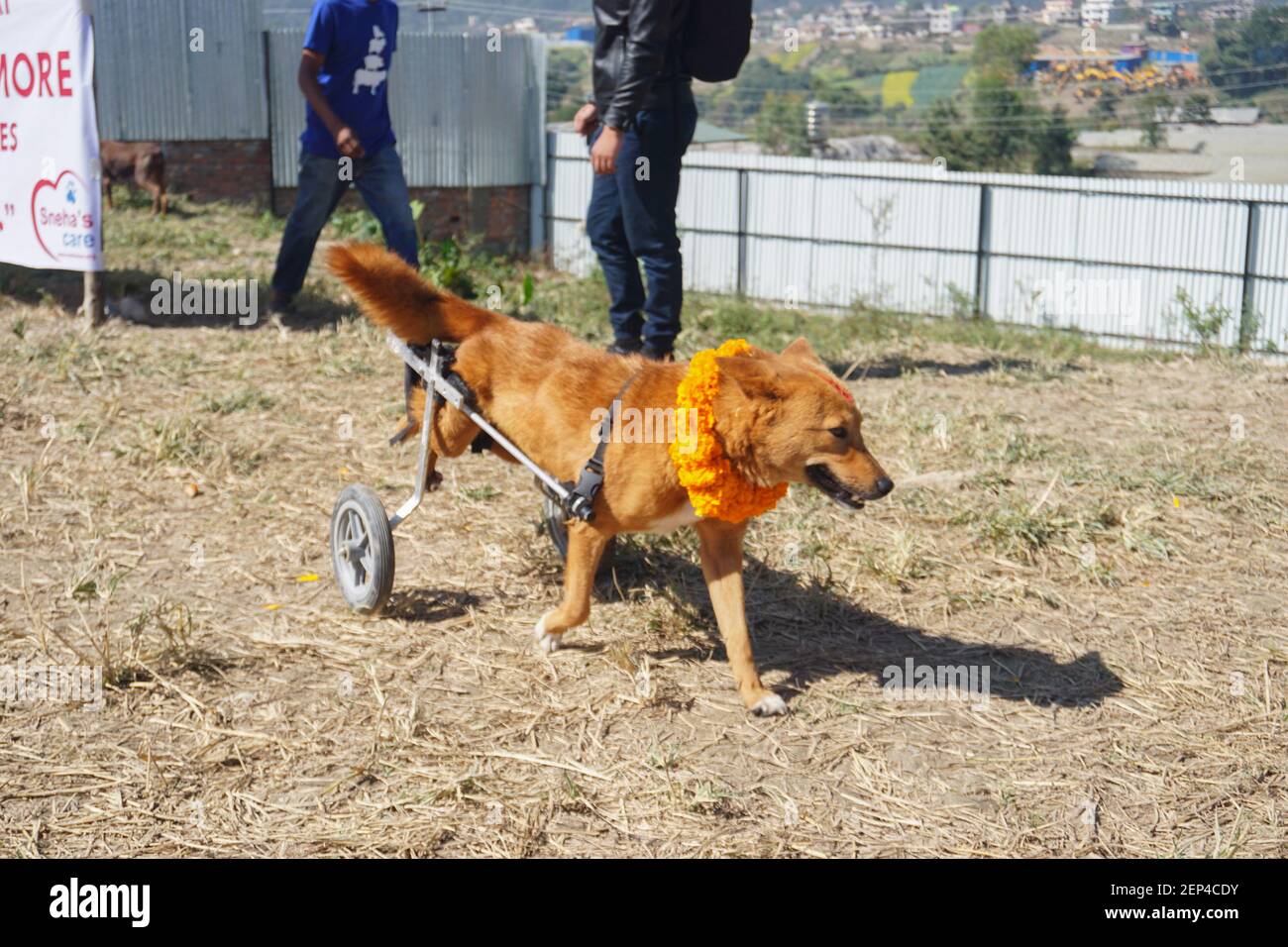 A dog with garland around it's neck during the festival. Kukur Tihar or ...