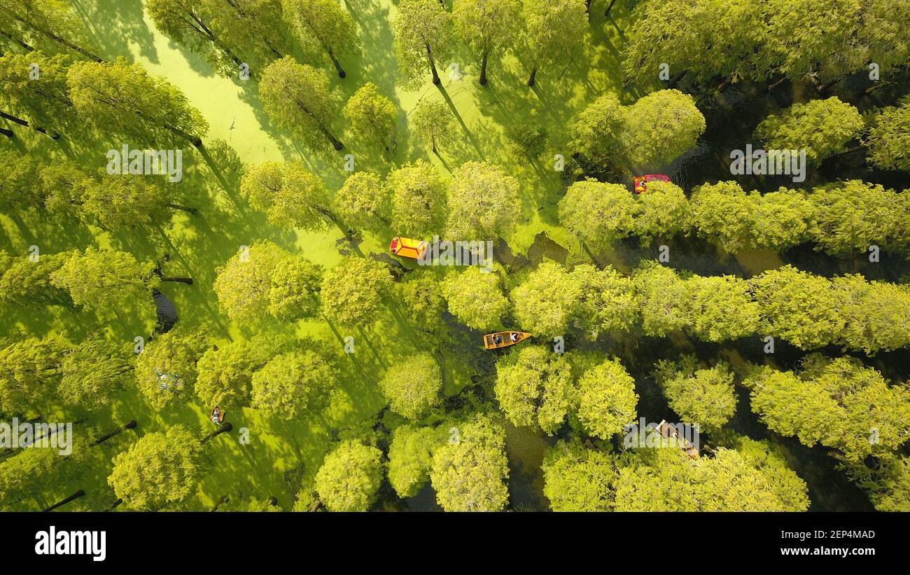 An aerial view of a pond cypress forest on the water at Luyang Lake ...