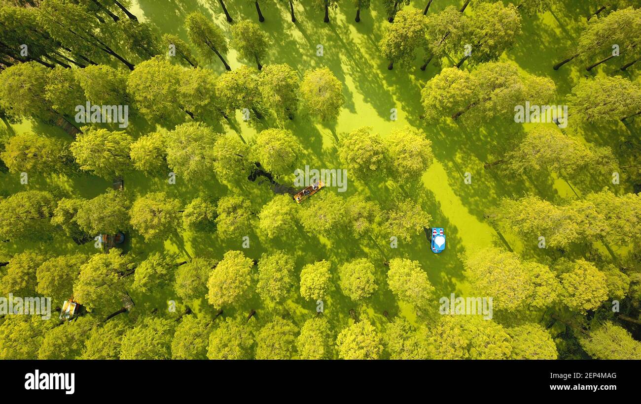 An aerial view of a pond cypress forest on the water at Luyang Lake ...