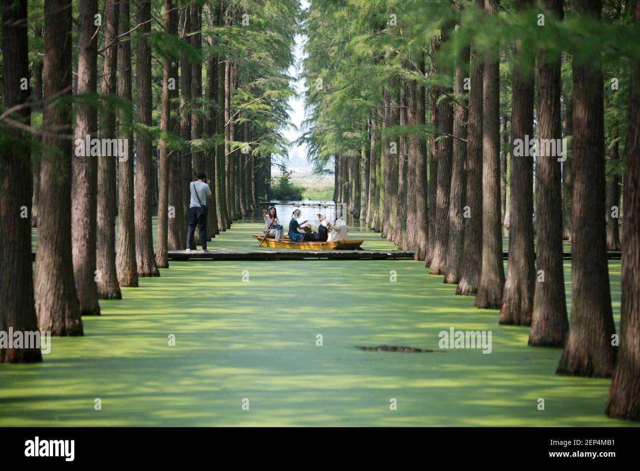 Tourists travel and enjoy sceneries on boat through a pond cypress ...