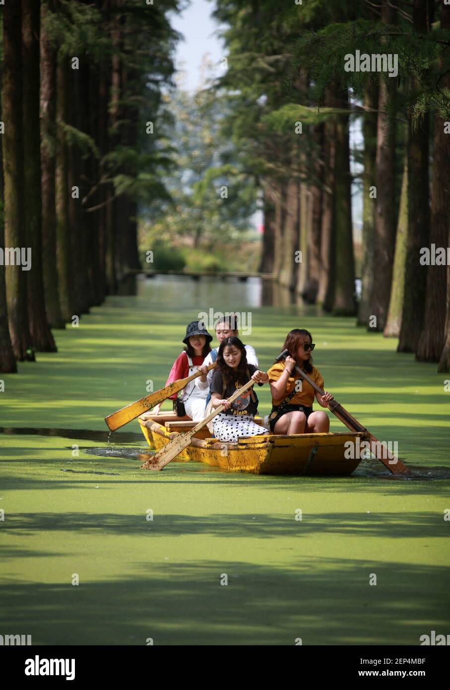 Tourists travel and enjoy sceneries on boat through a pond cypress ...