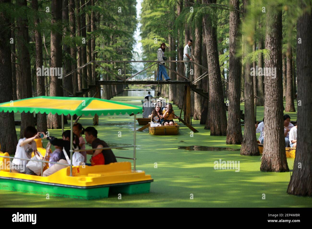 Tourists travel and enjoy sceneries on boat through a pond cypress ...