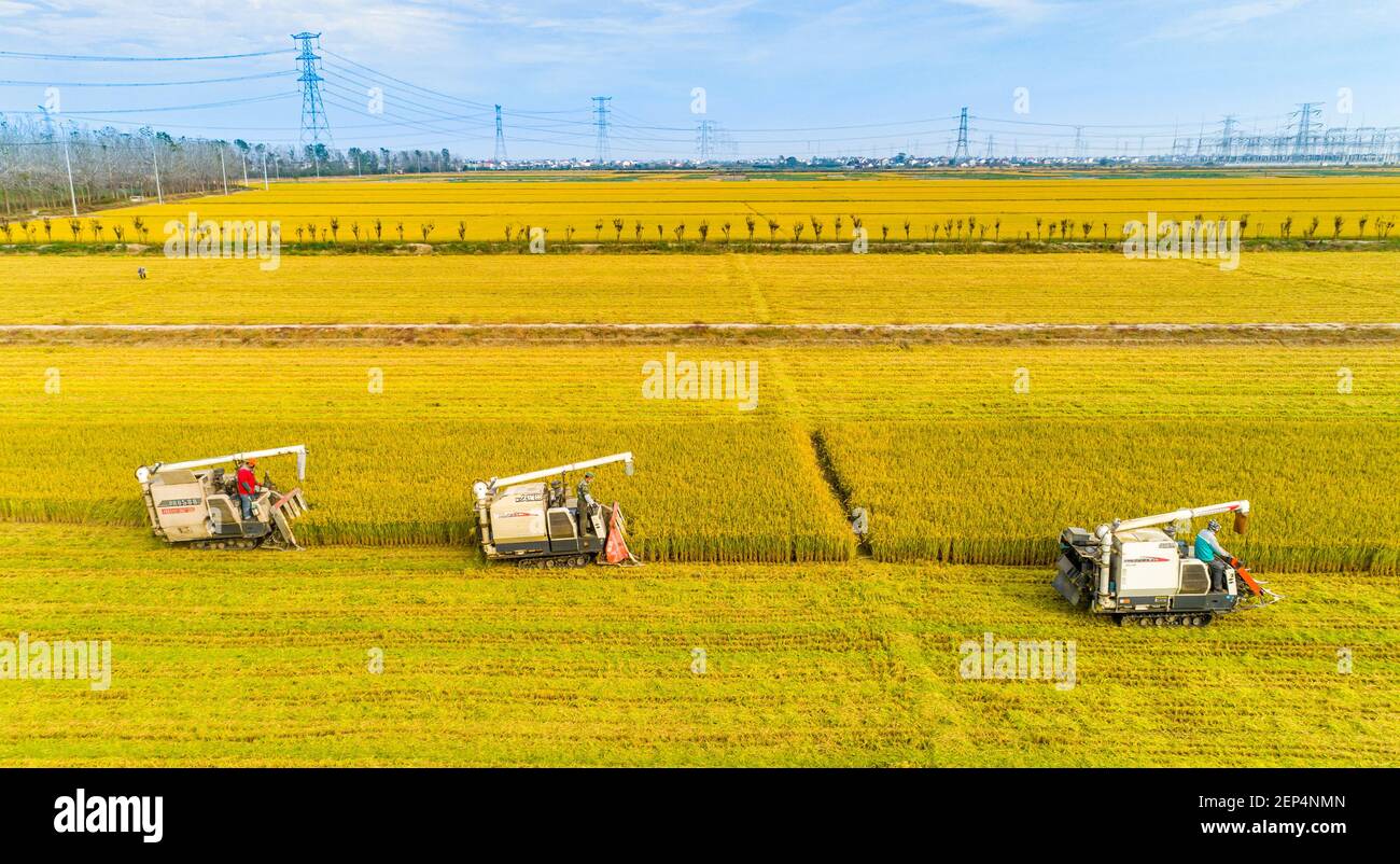Chinese workers drive reaping machines to harvest rice in the field on ...