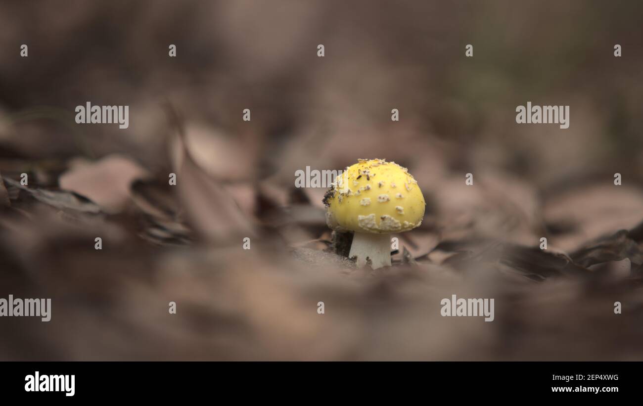 Mushroom yellow toadstool fungi hi-res stock photography and images - Alamy
