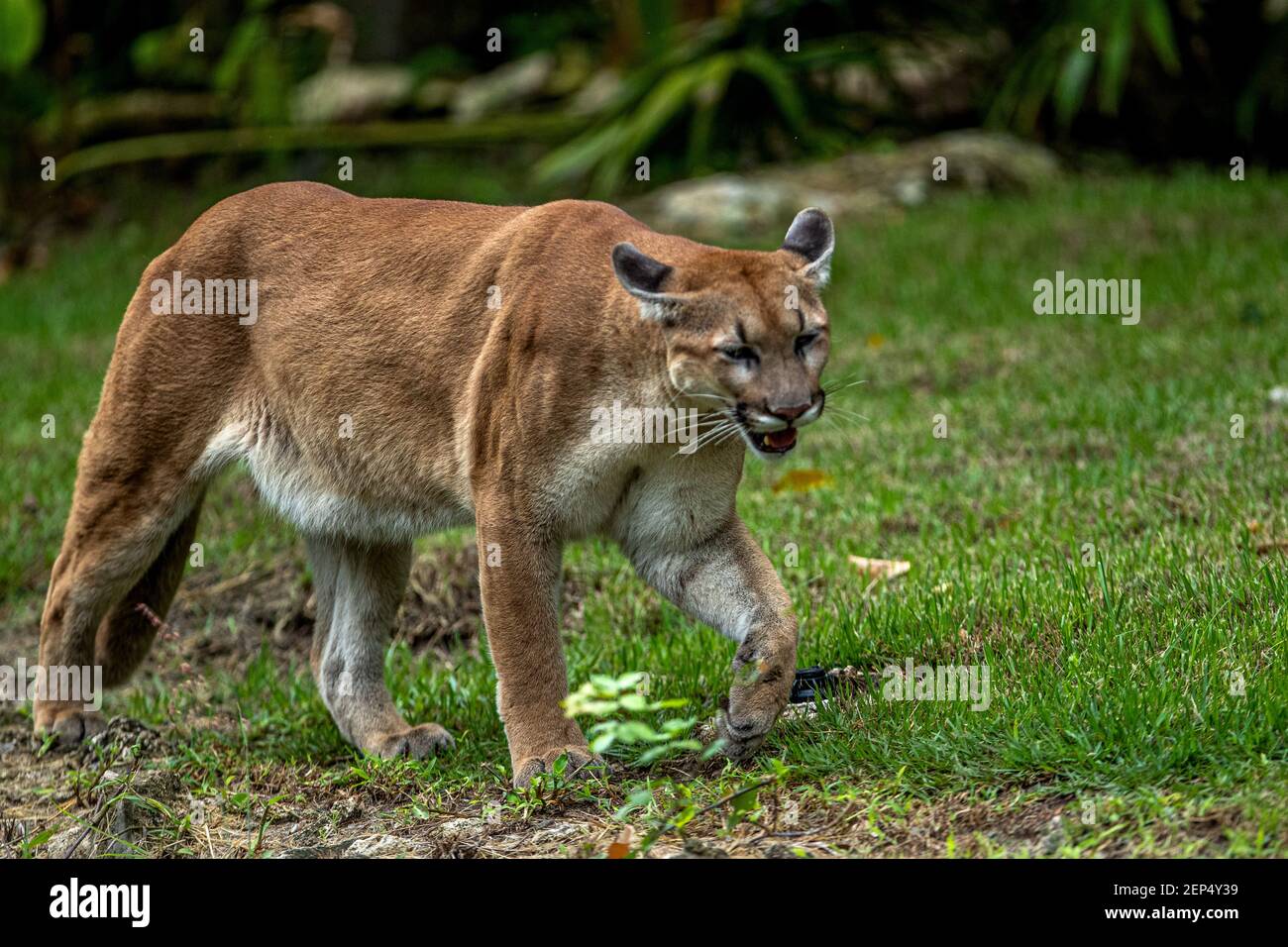A Puma seen resting in their habitat inside the Xcaret Park Zoo on ...