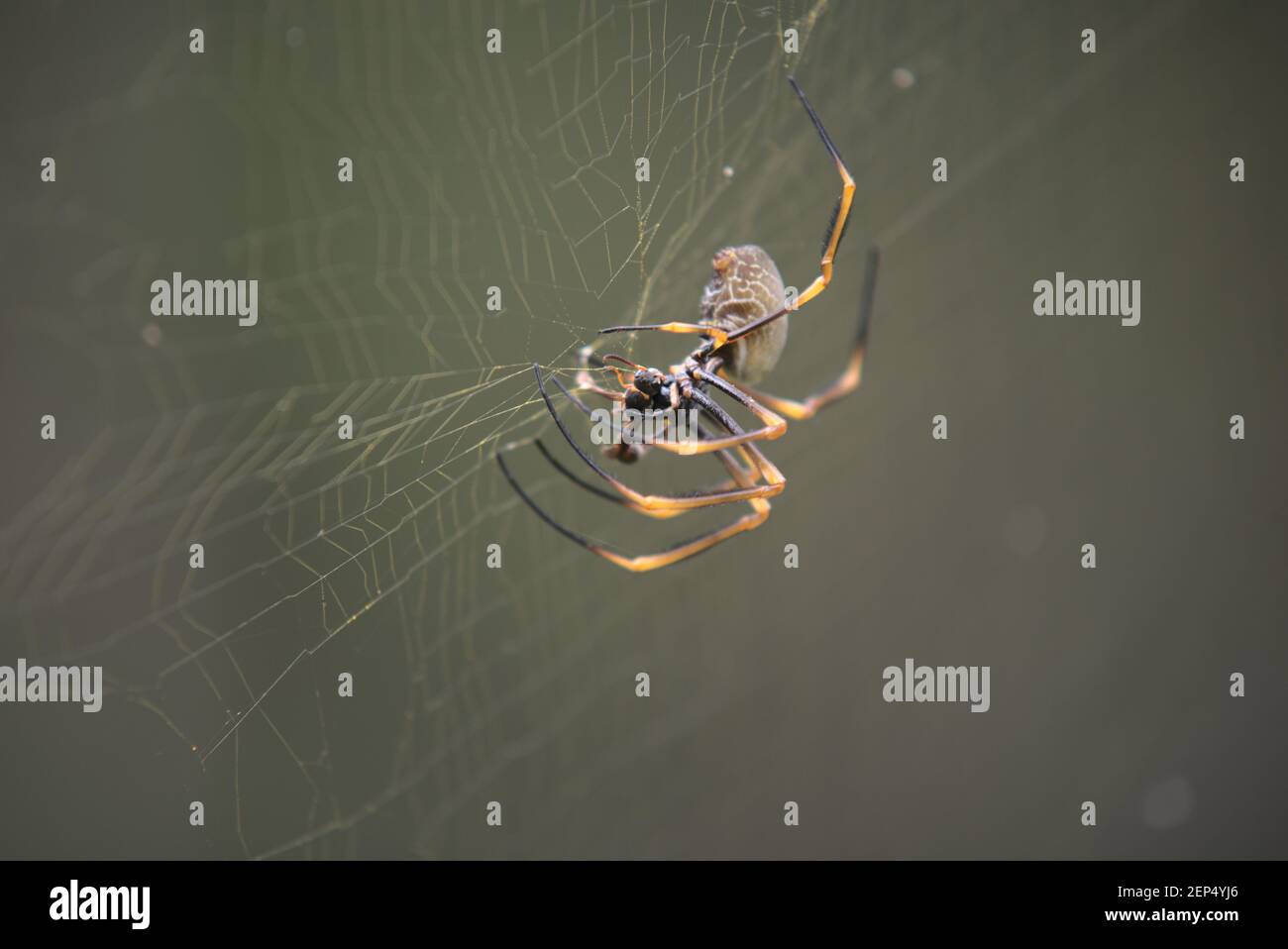 Golden orb weaver spider in web with prey Stock Photo - Alamy