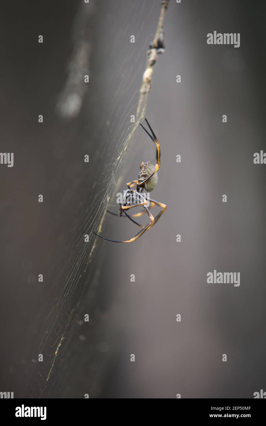 Orb weaver spider web hi-res stock photography and images - Alamy