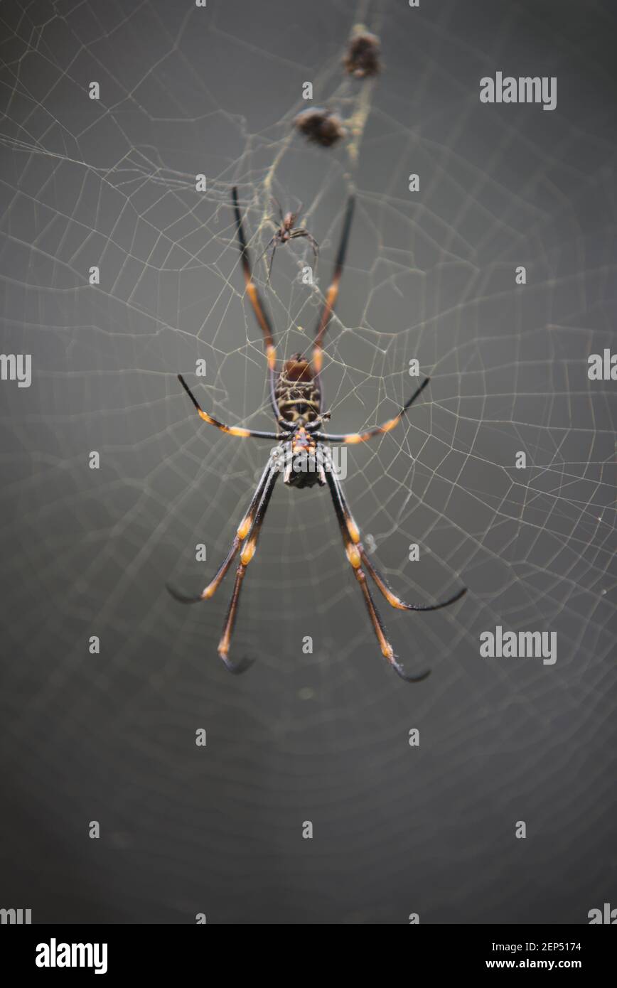 Golden orb weaver spider in web with prey Stock Photo - Alamy