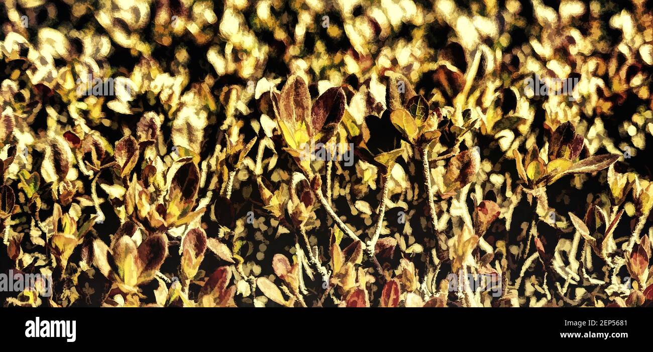 Hundreds of small leaves are all aimed at the sun to catch light and ...