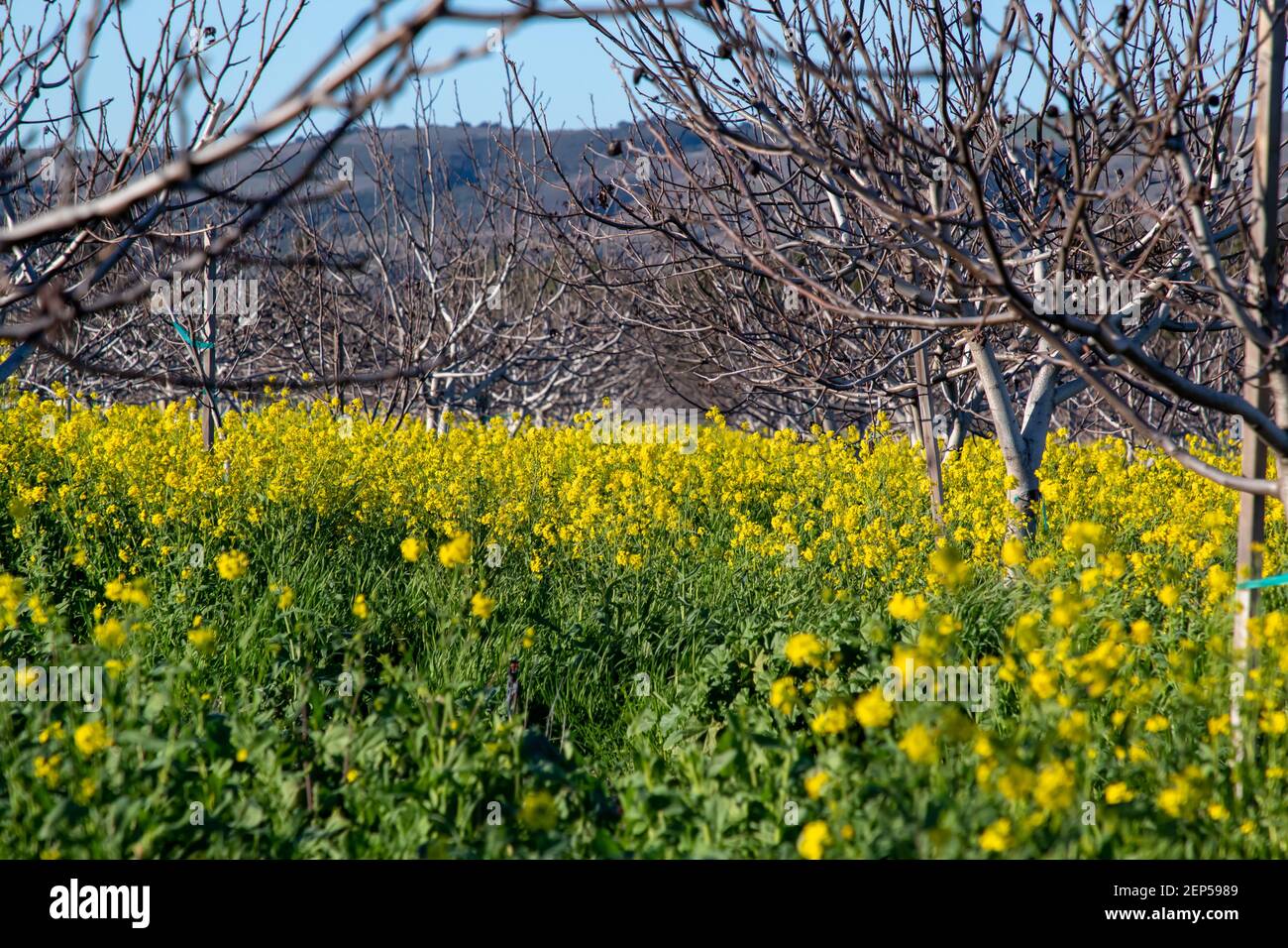 Mustard Flowers in the an Orchard in the Spring Stock Photo - Alamy