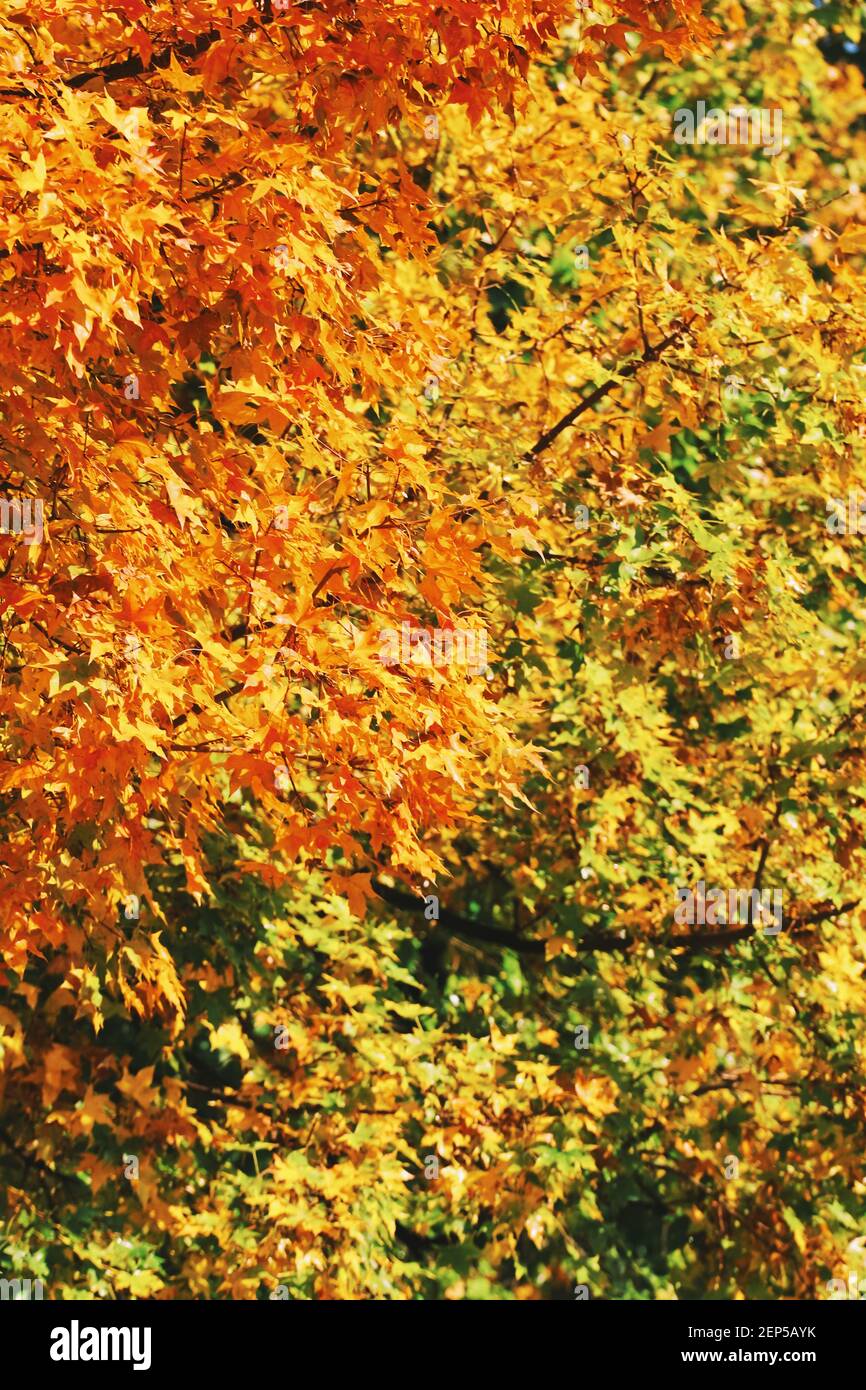 Leaves turning yellow and red as fall comes composes a wonderful part ...