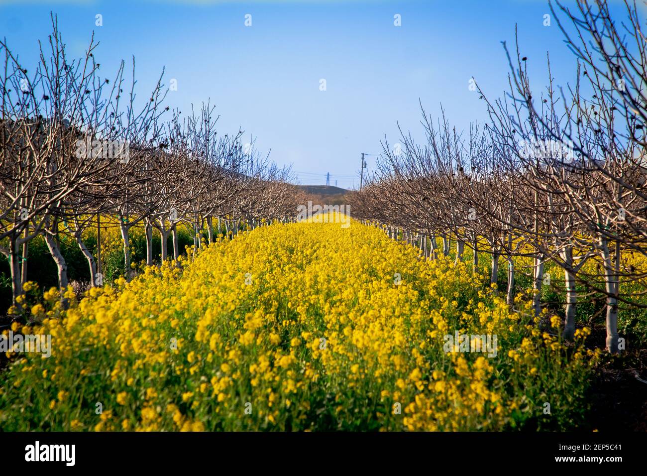 Mustard Flowers in the an Orchard in the Spring Stock Photo - Alamy