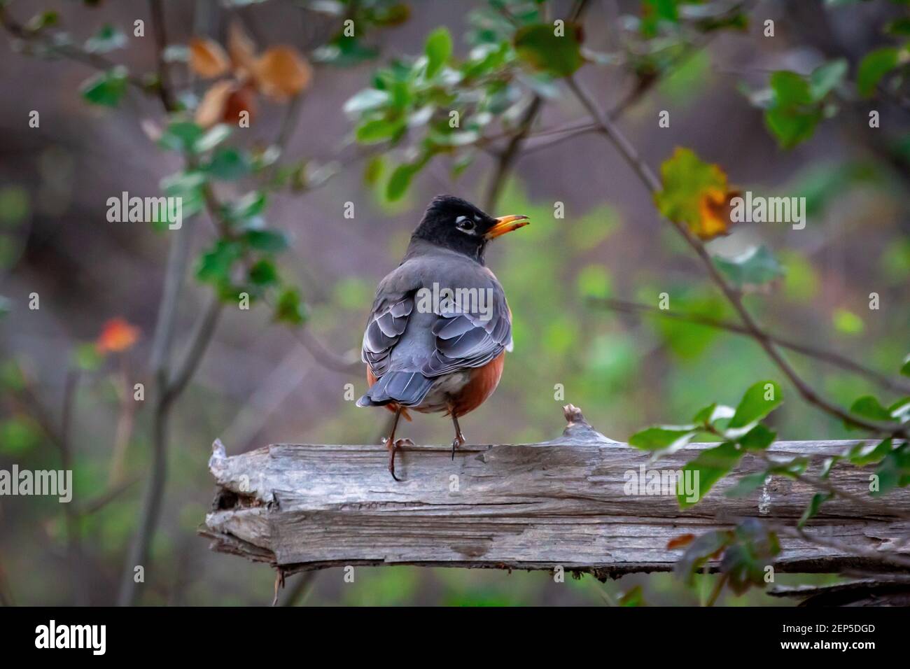 A Robin sitting in a tree Stock Photo - Alamy