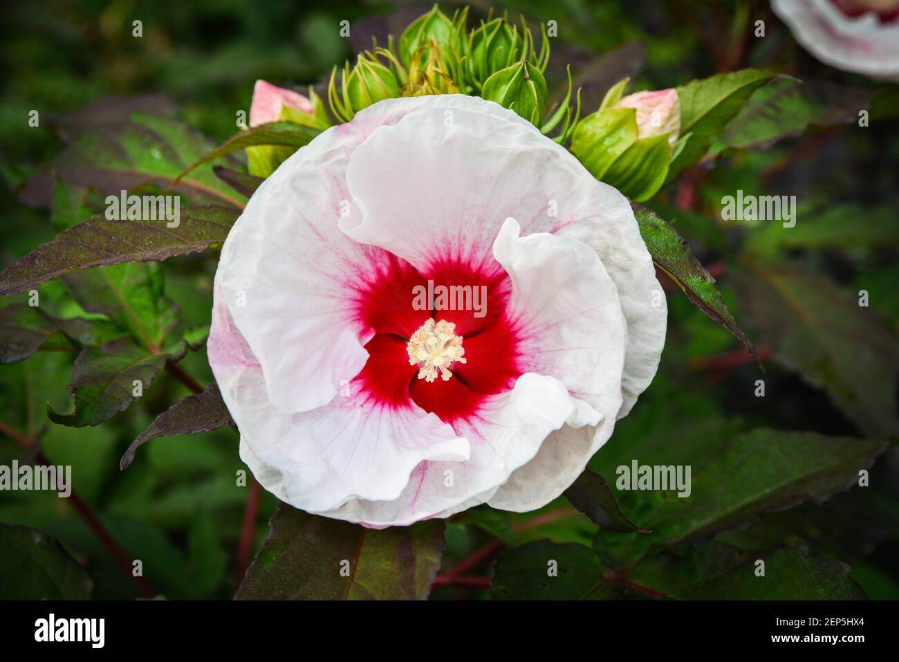 Red And White Flowers