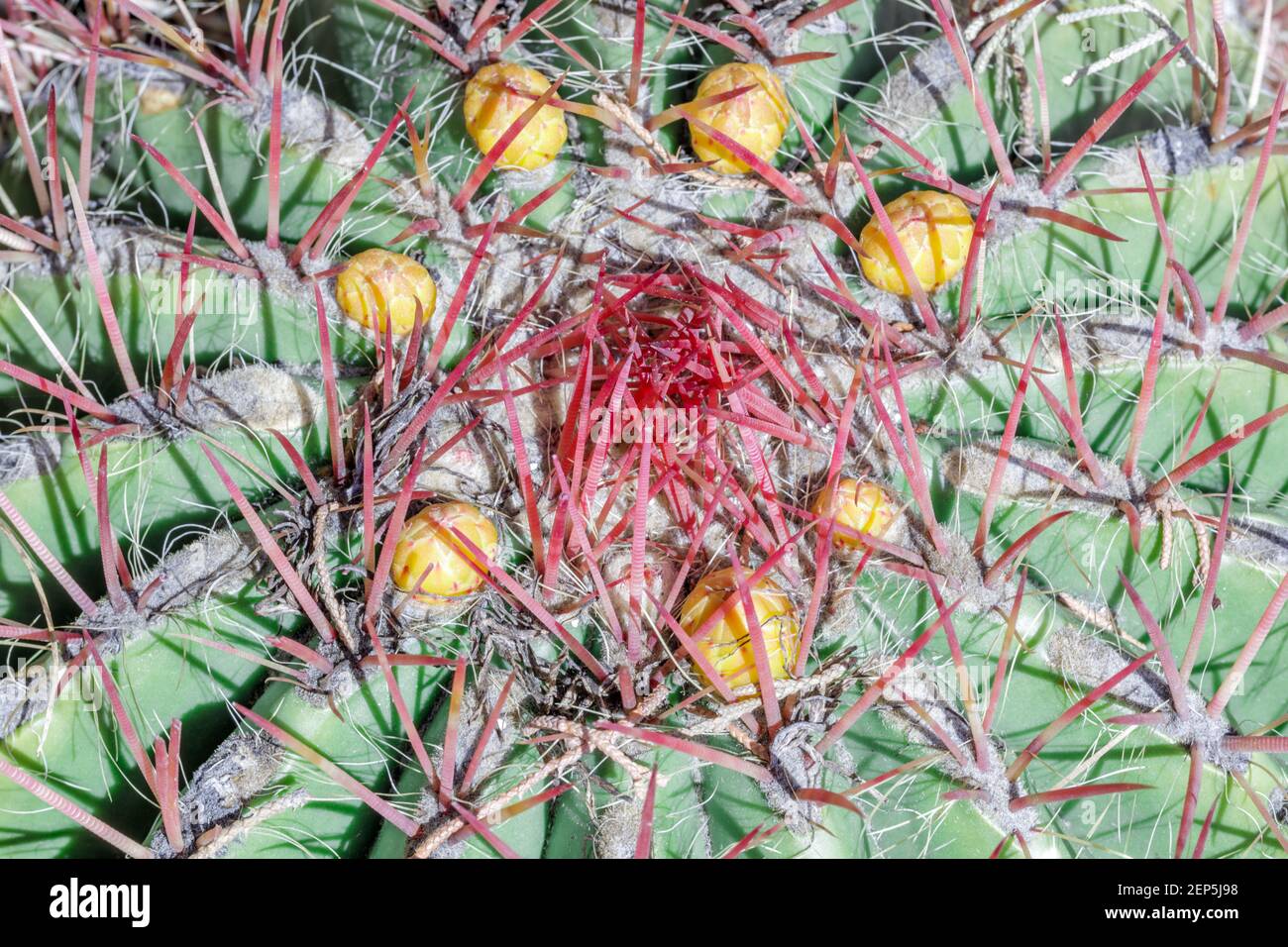 Arizona barrel cactus ferocactus wislizeni hi-res stock photography and ...