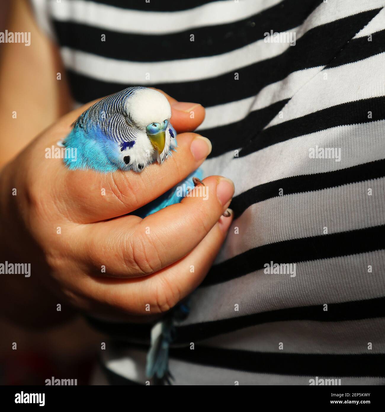 A sick bird in the hands of a woman. The budgie sleeps in the owner's ...