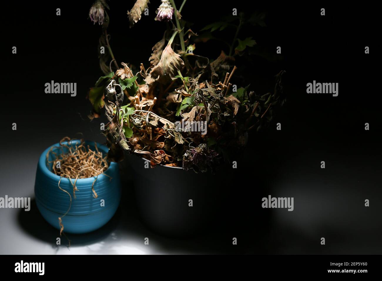 Dead flower in a pot hi-res stock photography and images - Alamy