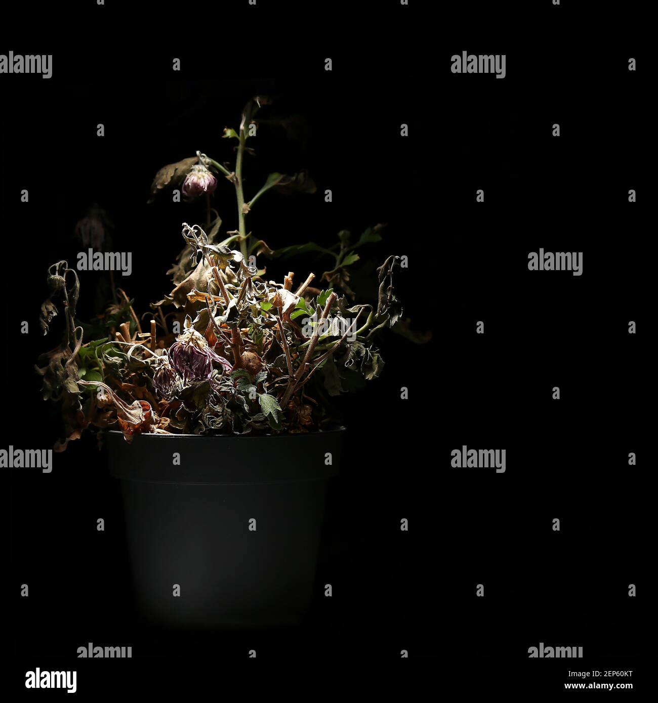A dried potted indoor flower is illuminated by a bright white light in ...