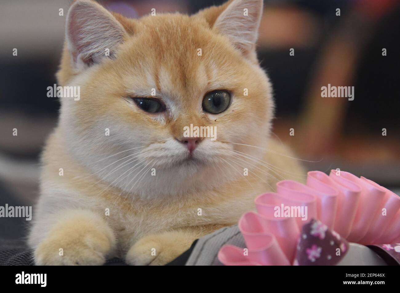 Henan,CHINA-The 2019 CAAC companion cat healthy birth breeding ...
