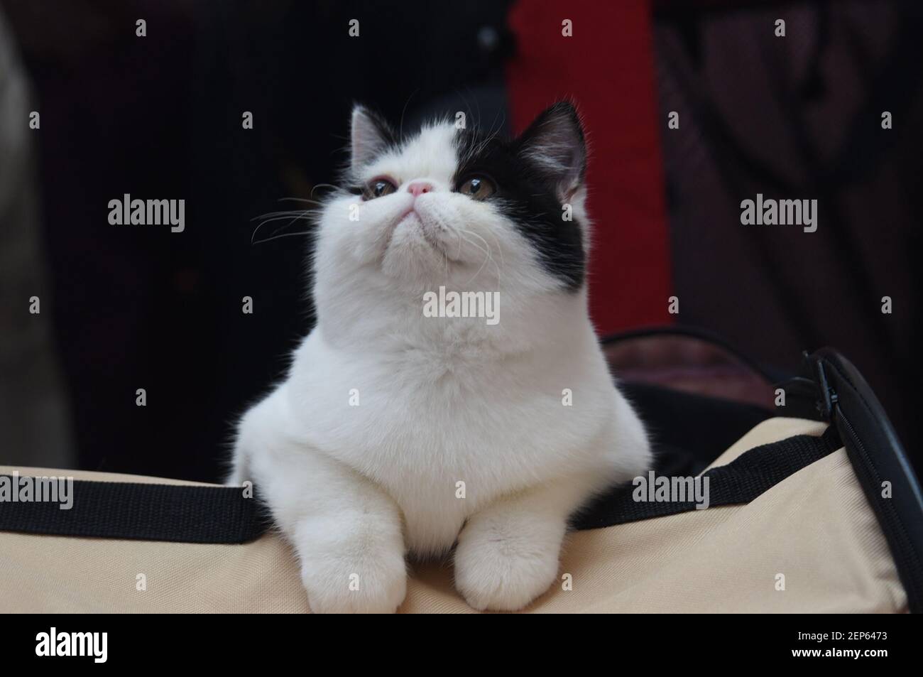 Henan,CHINA-The 2019 CAAC companion cat healthy birth breeding ...