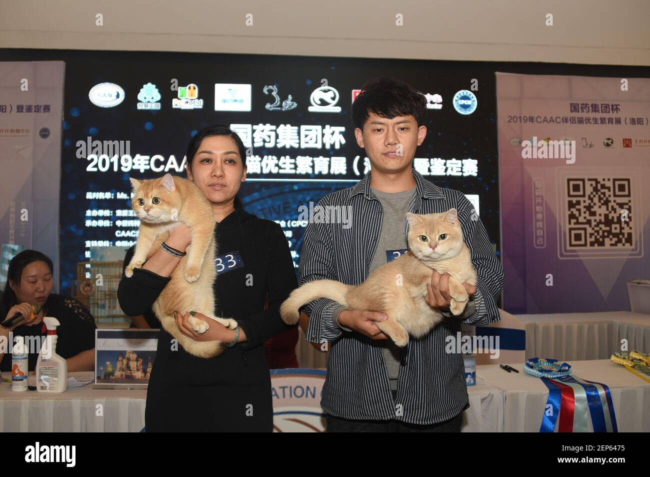 Henan,CHINA-The 2019 CAAC companion cat healthy birth breeding ...