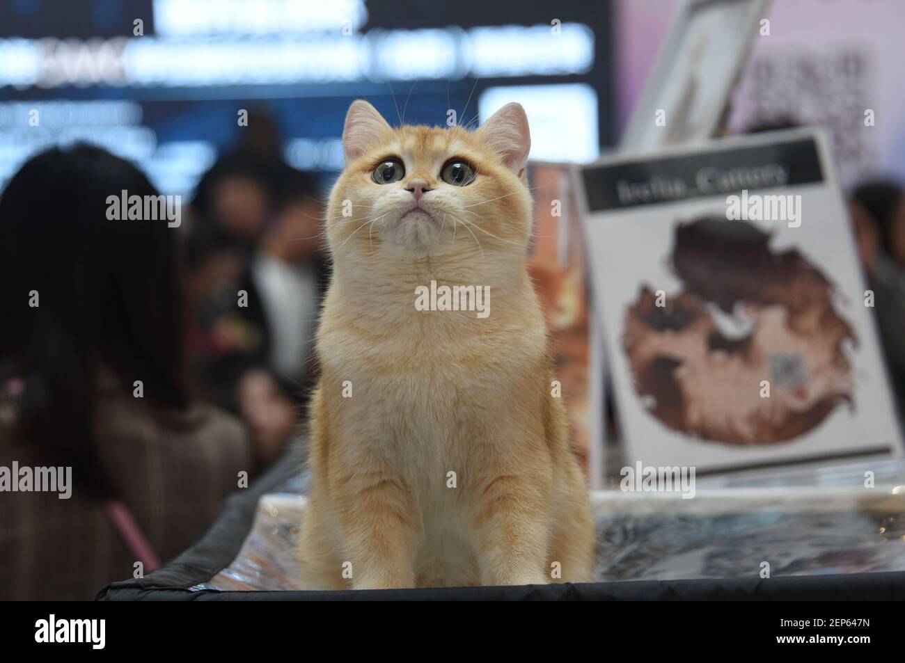 Henan,CHINA-The 2019 CAAC companion cat healthy birth breeding ...