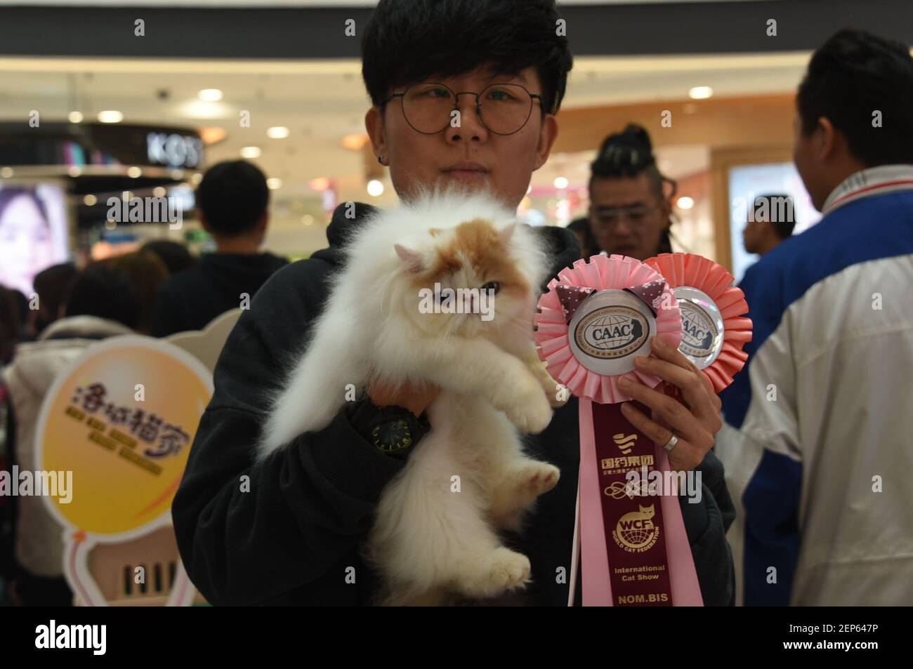 Henan,CHINA-The 2019 CAAC companion cat healthy birth breeding ...
