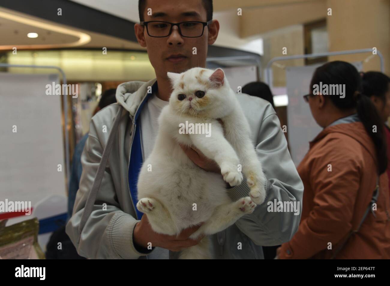 Henan,CHINA-The 2019 CAAC companion cat healthy birth breeding ...