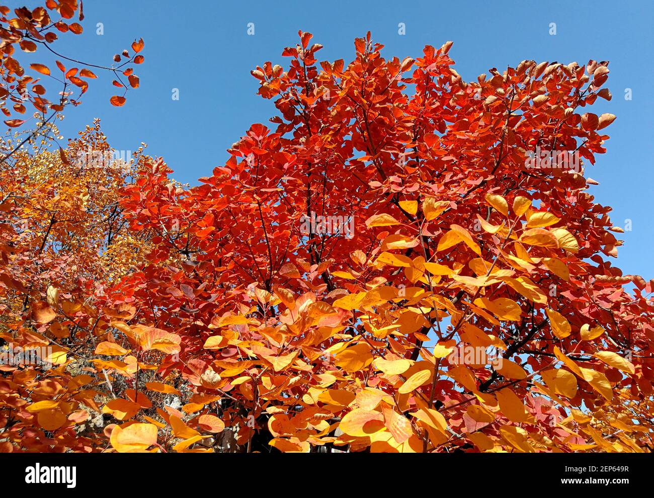 Beijing, CHINA-On November 4,2019, in the autumn , the red leaf of the ...