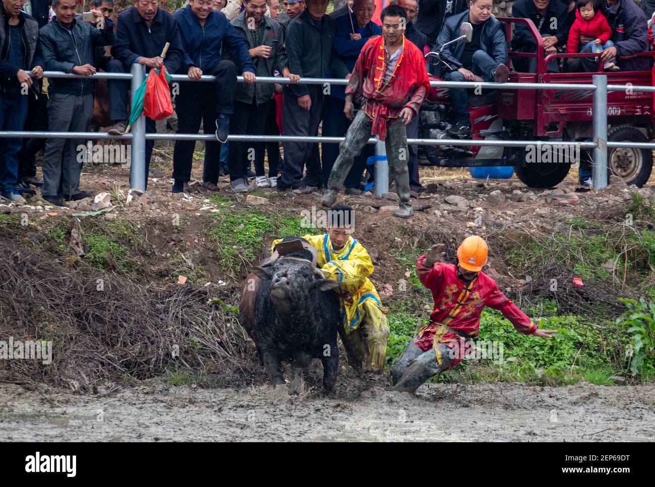 Staff control a bull at the 27th Bull Fight Competition in Houshu ...