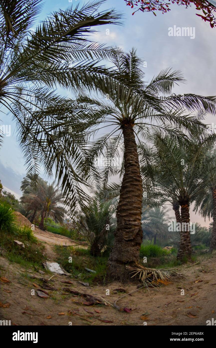 Date palm , tree of the palm family cultivated for its sweet edible ...