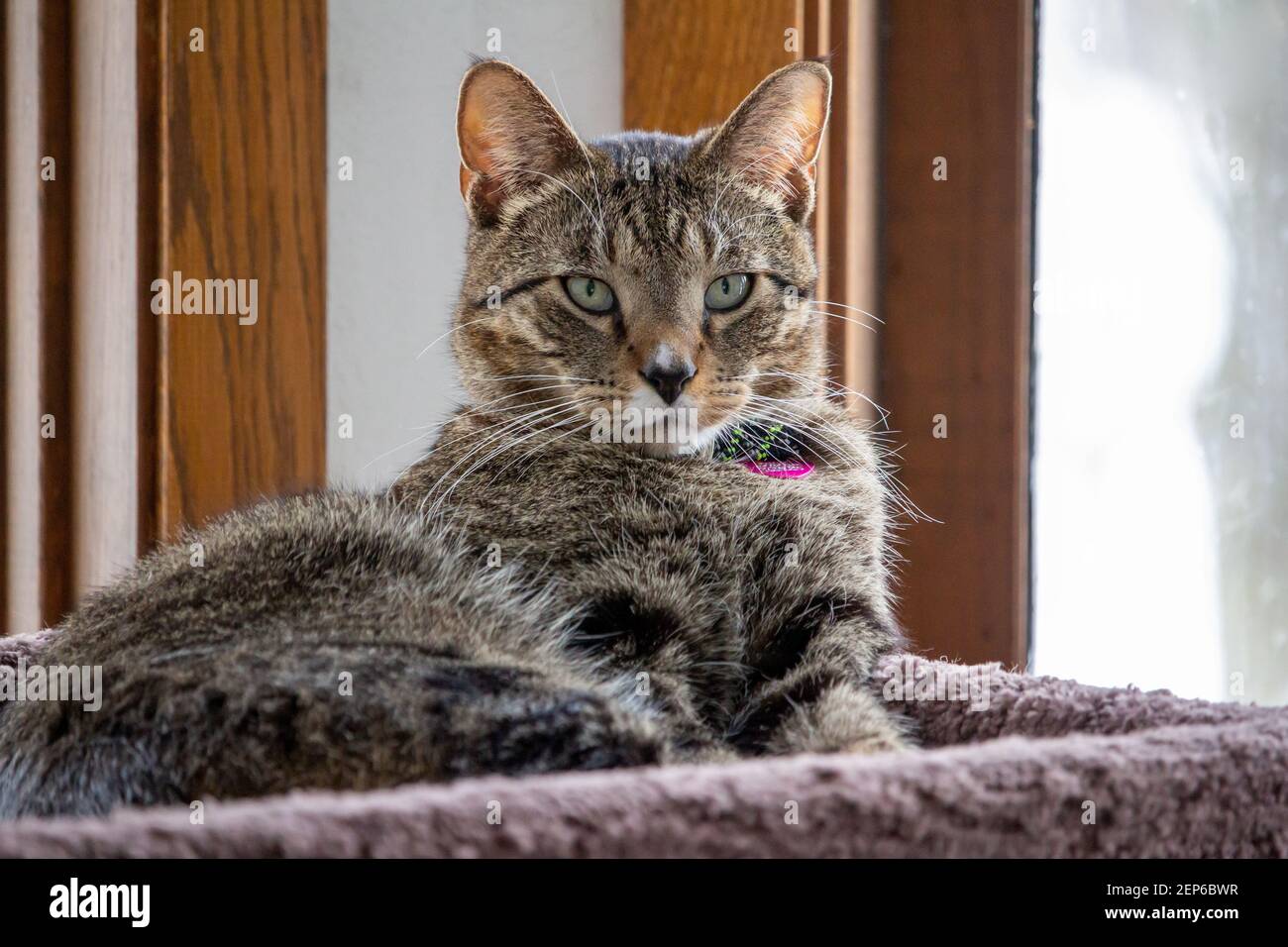Gray tabby cat reclining hi-res stock photography and images - Alamy