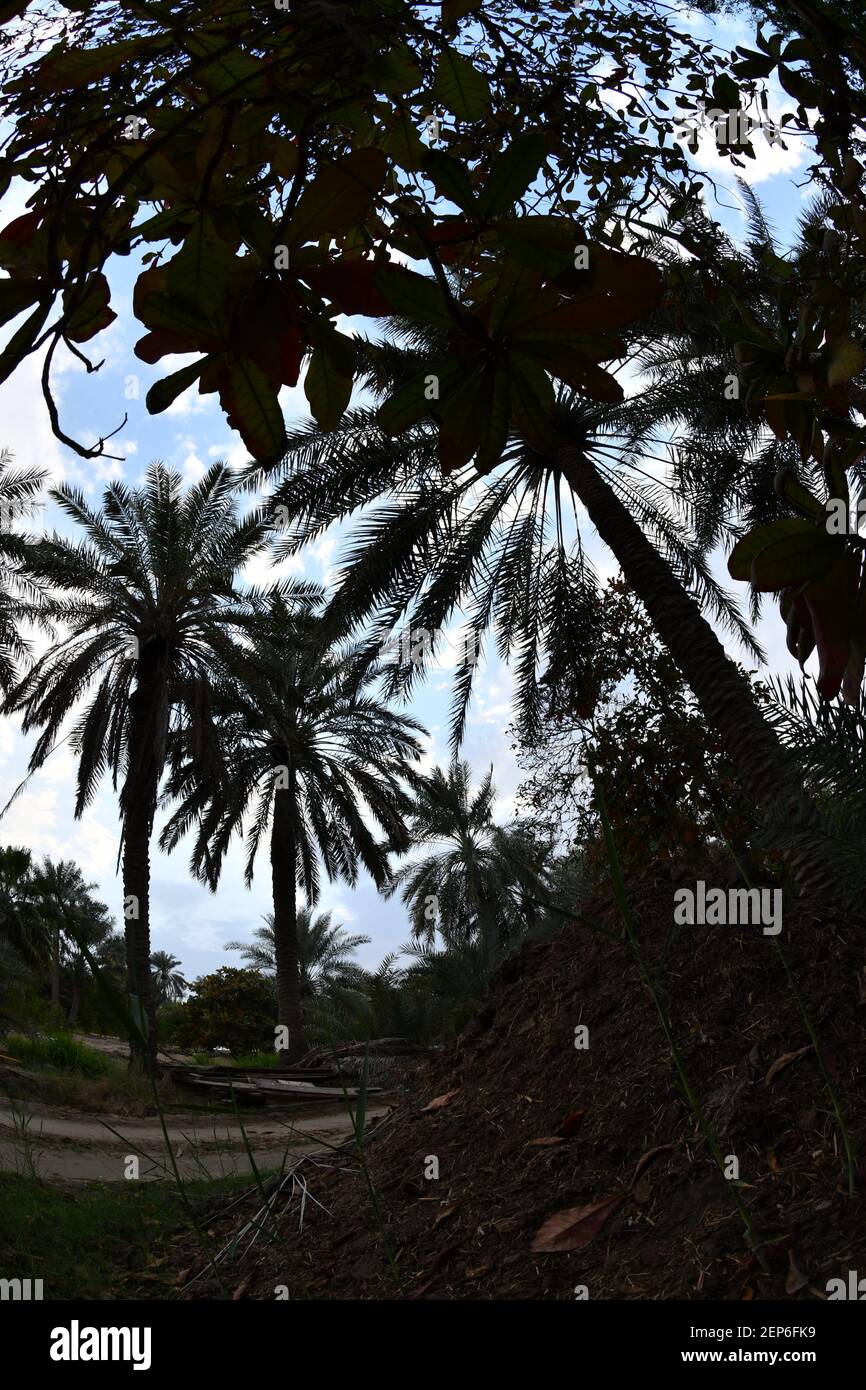 Date palm , tree of the palm family cultivated for its sweet edible ...