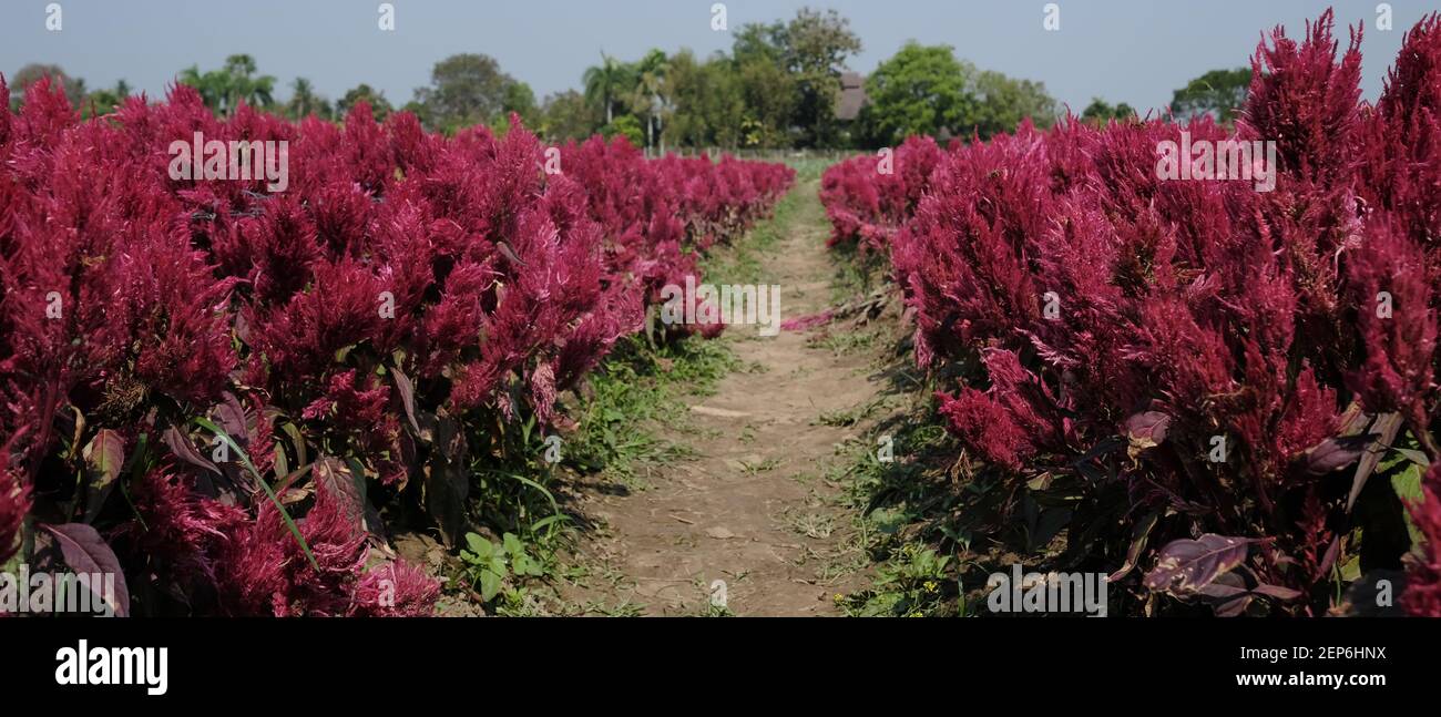 Celosia Flowers High Resolution Stock Photography and Images - Alamy