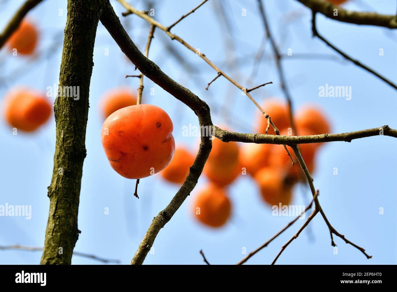 Picture of the persimmon on the persimmon trees in Baokang county ...