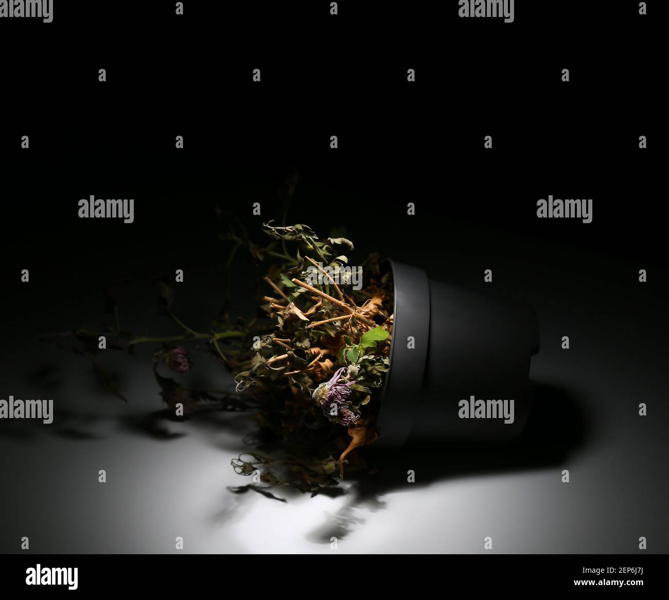 A dead flower in a vase lies on a black background Stock Photo - Alamy