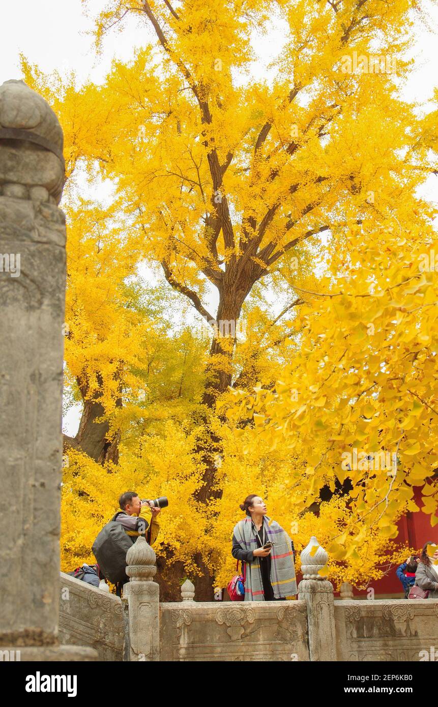 A person takes pictures of the gingkos trees in the Dajue Temple in ...