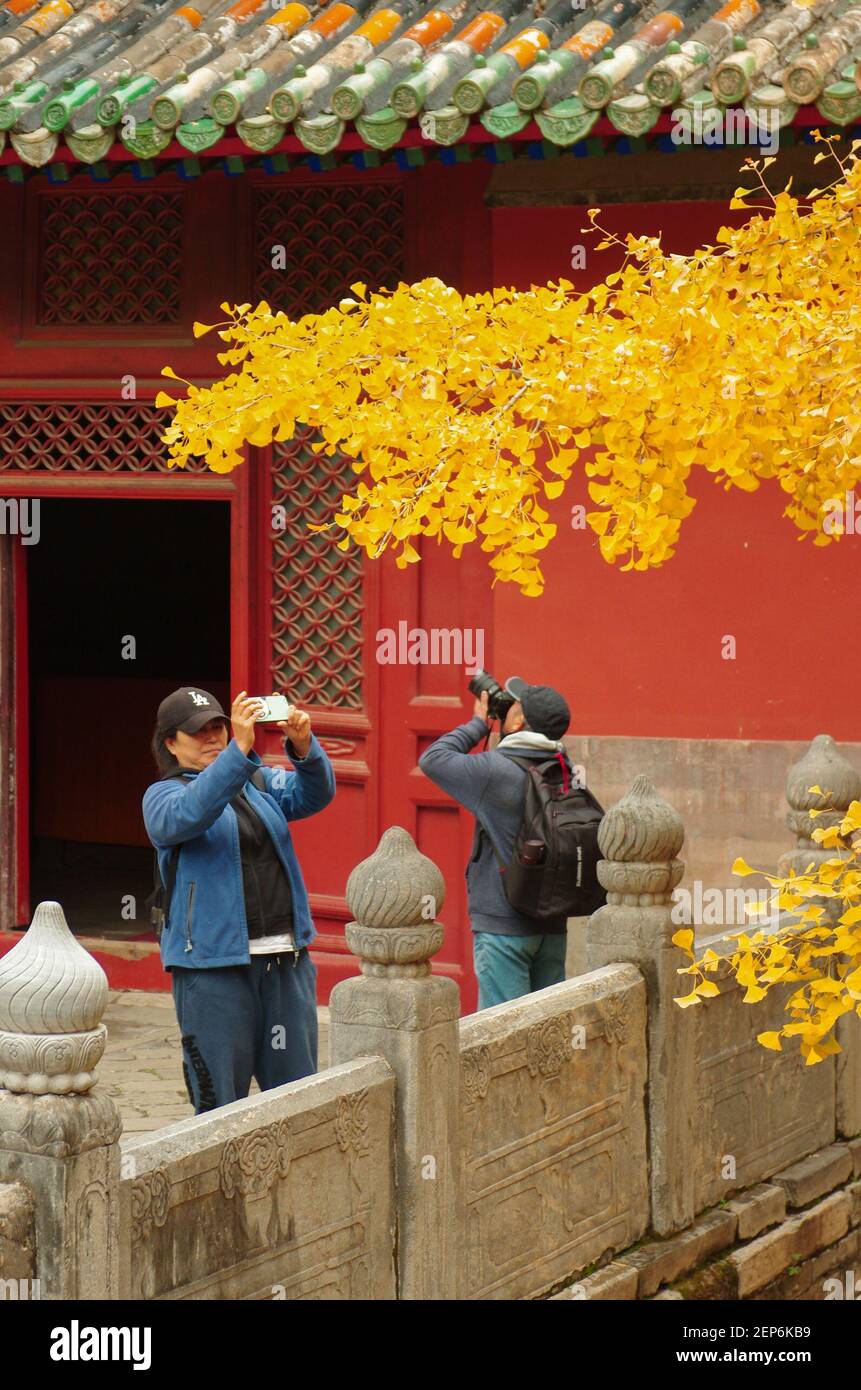 A person takes pictures of the gingkos trees in the Dajue Temple in ...