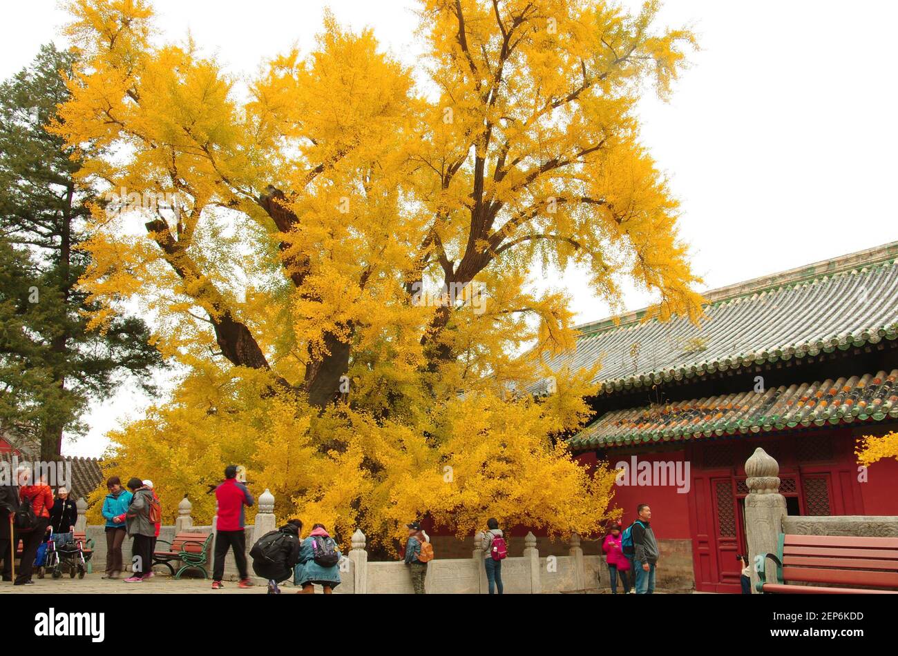 People take pictures of the gingkos tree in the Dajue Temple in Beijing ...