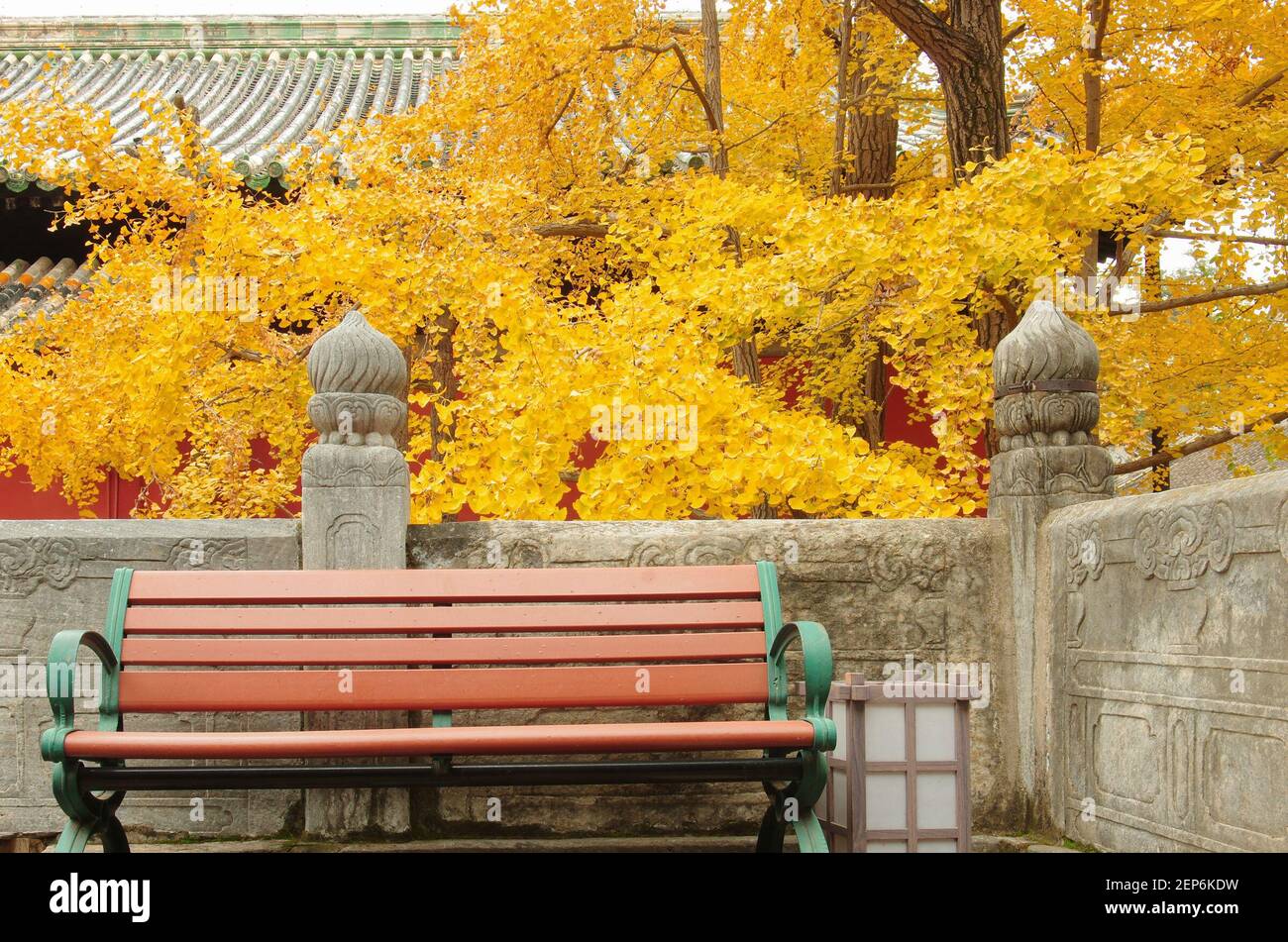 View of the golden gingkos leaves in the Dajue Temple in Beijing, China ...