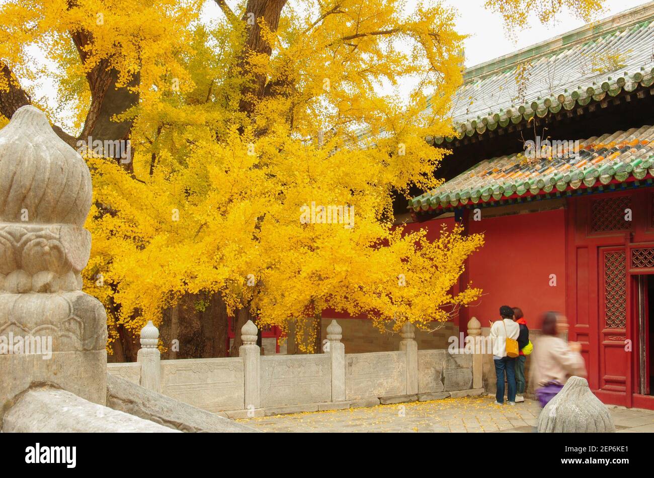 People take pictures of the gingkos tree in the Dajue Temple in Beijing ...