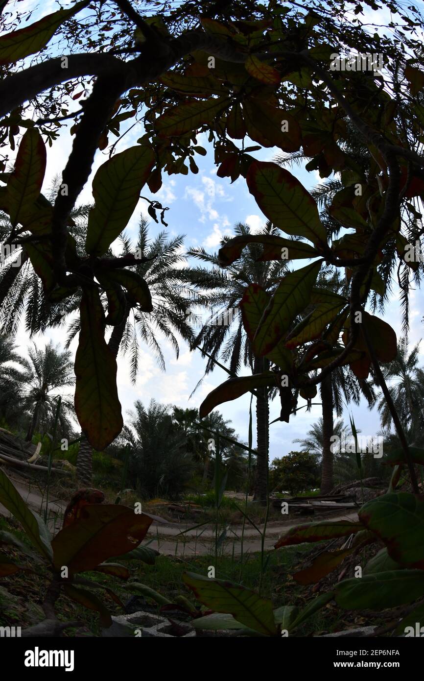 Date palm , tree of the palm family cultivated for its sweet edible ...